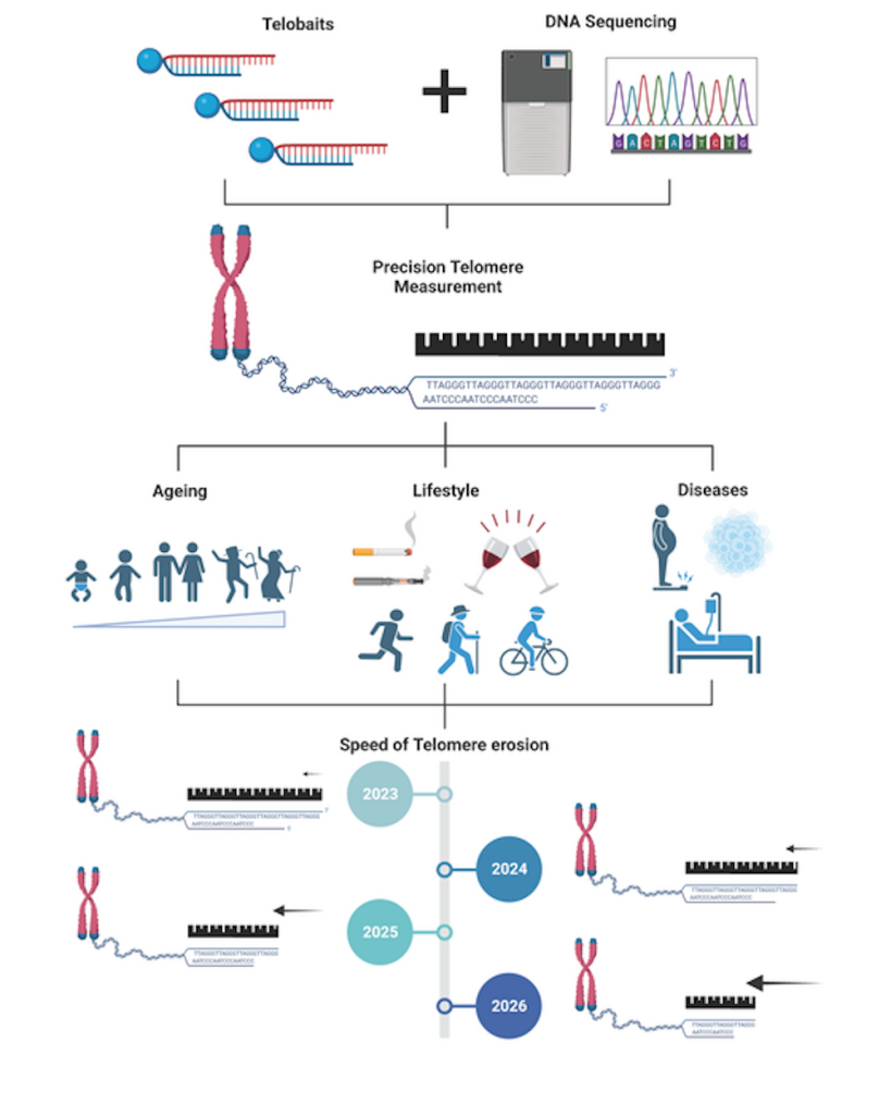 Novel method could measure key marker of biological ageing